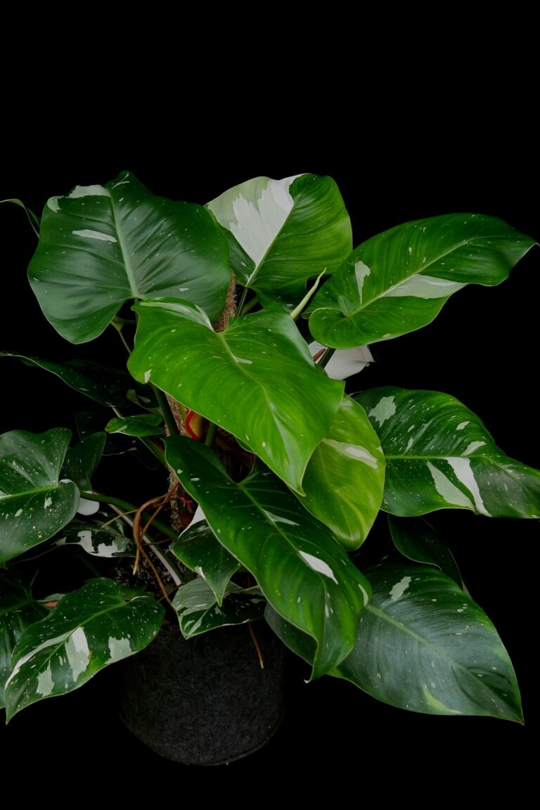 Philodendron White Princess - Conny Cramer Plants