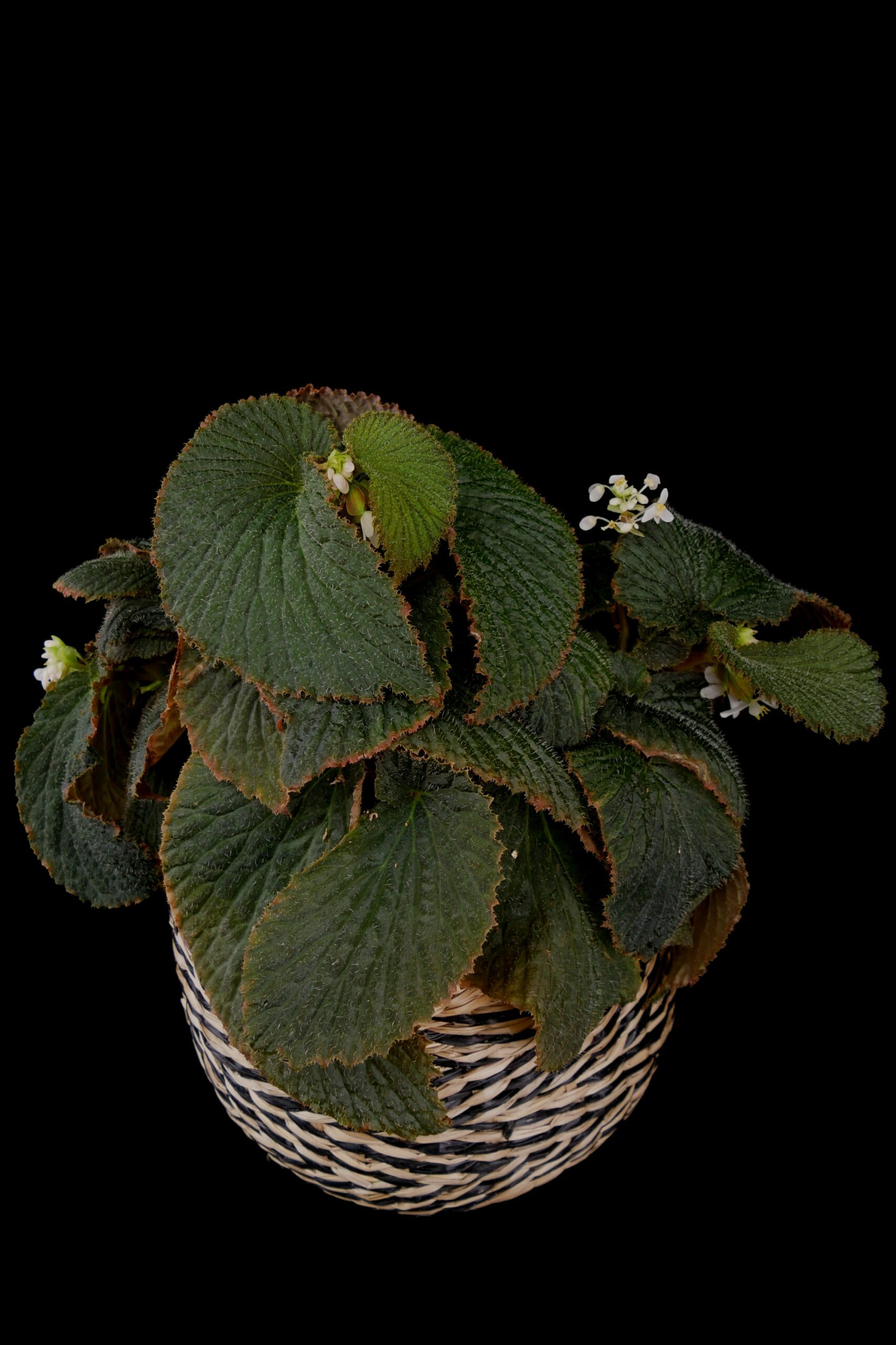 Begonia U688 aff. lambii - Conny Cramer Plants