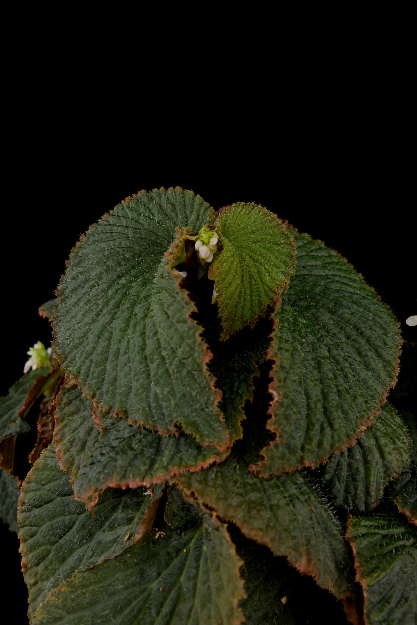 Begonia U688 aff. lambii - Conny Cramer Plants