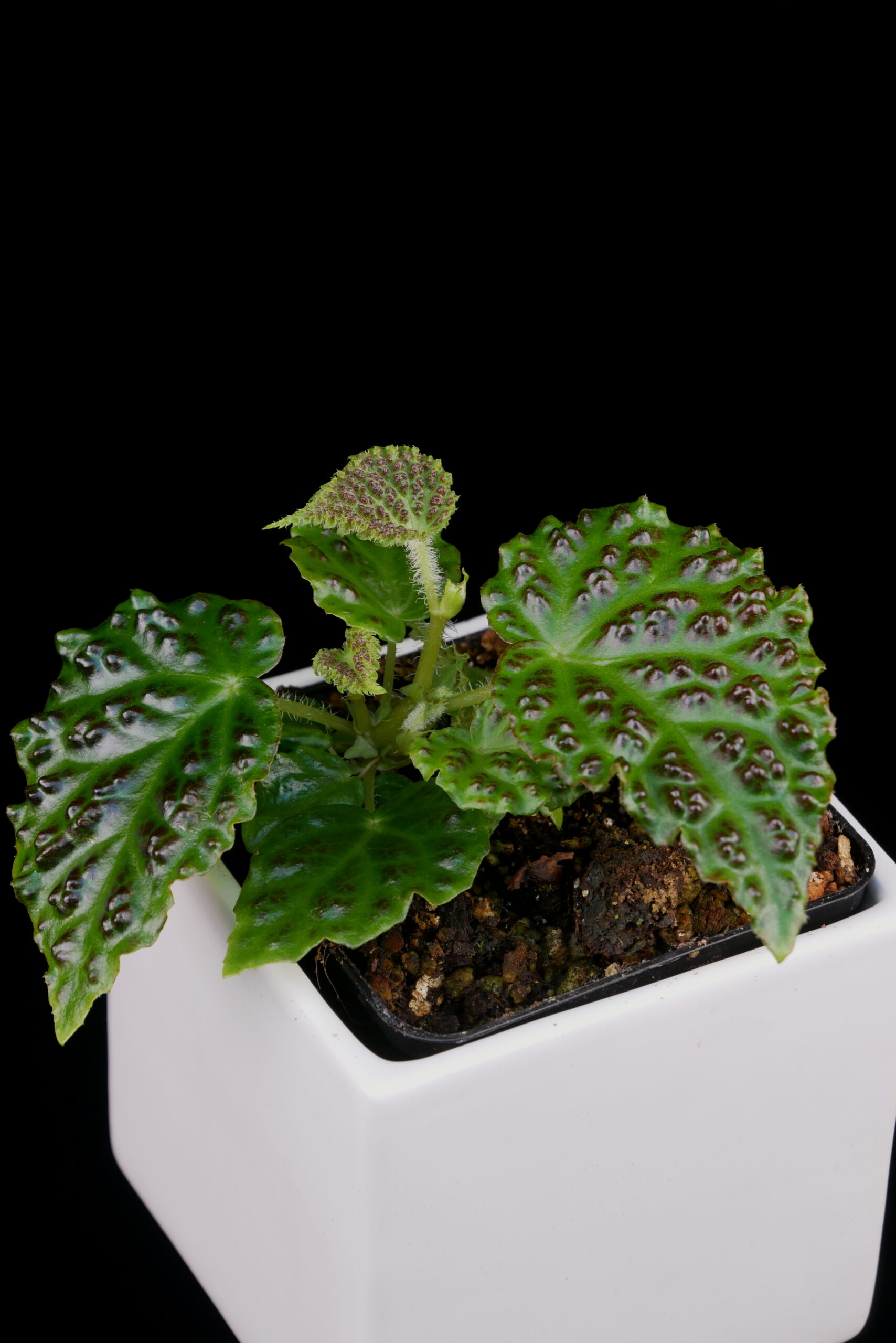 Begonia dracopelta - Conny Cramer Plants