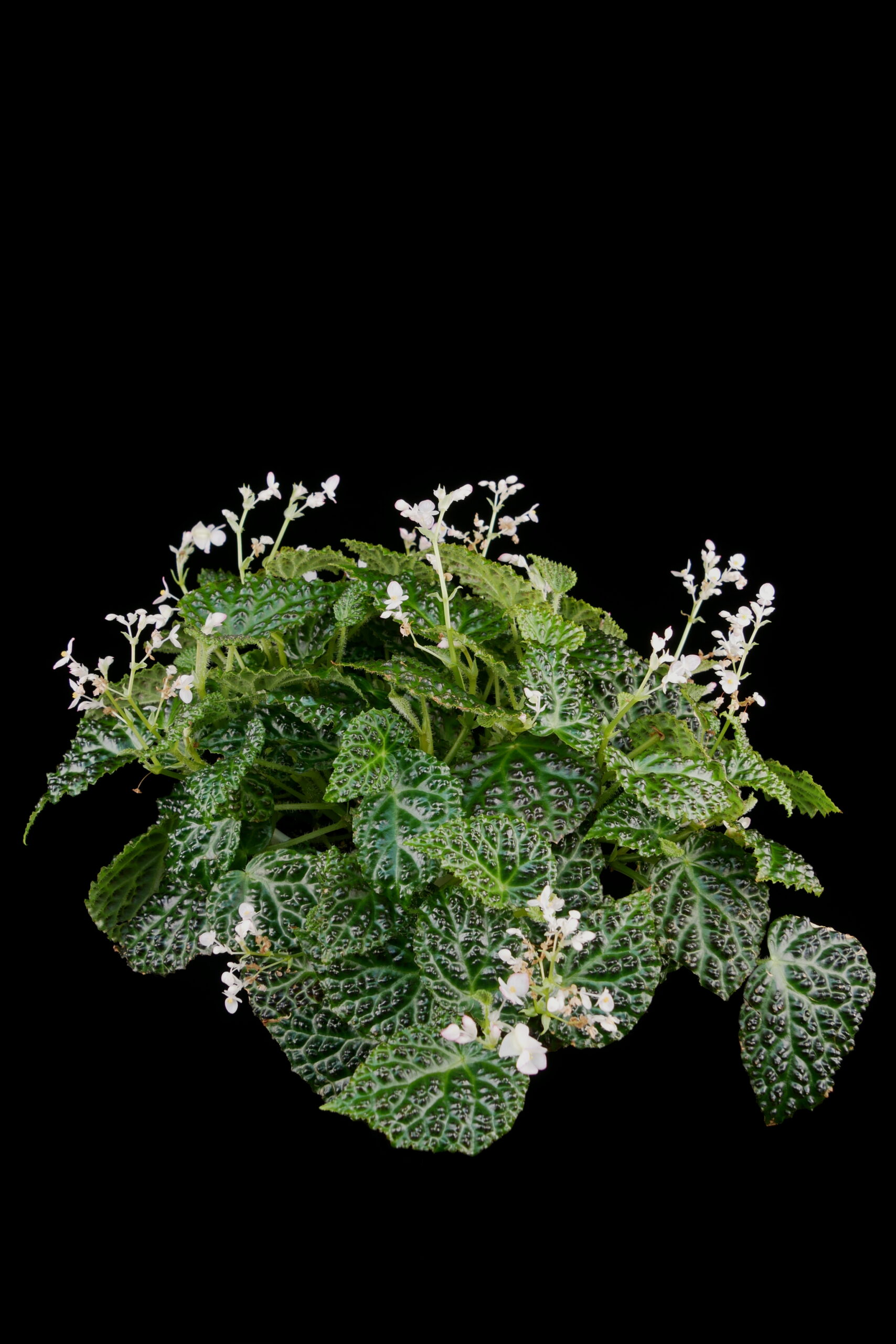 Begonia Dracopelta Care at Henry Storms blog