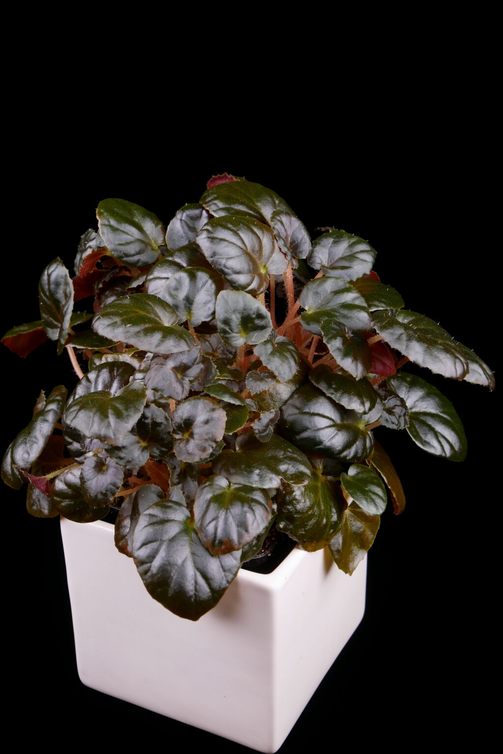 Begonia metachroa - Conny Cramer Plants