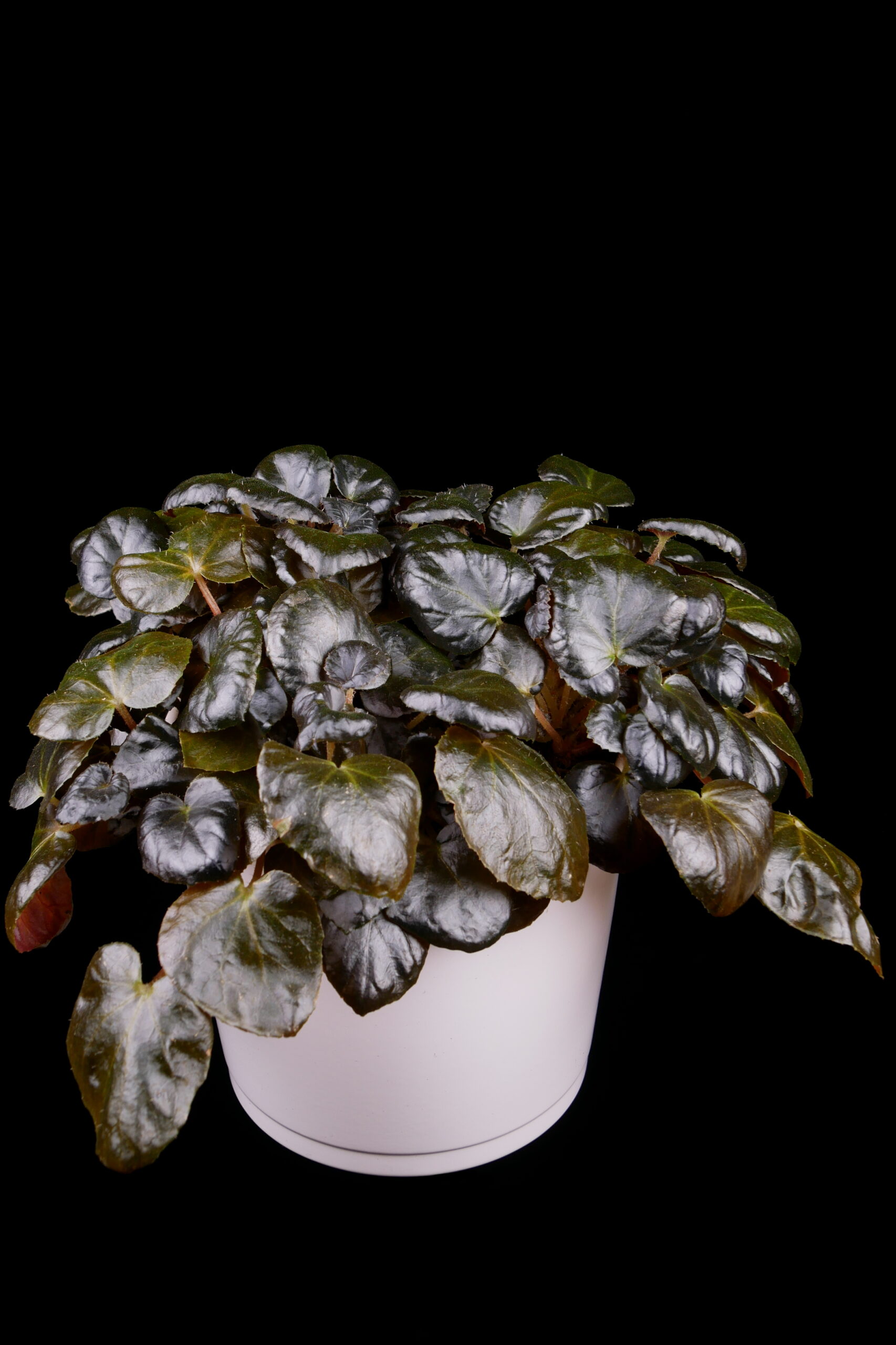 Begonia metachroa - Conny Cramer Plants