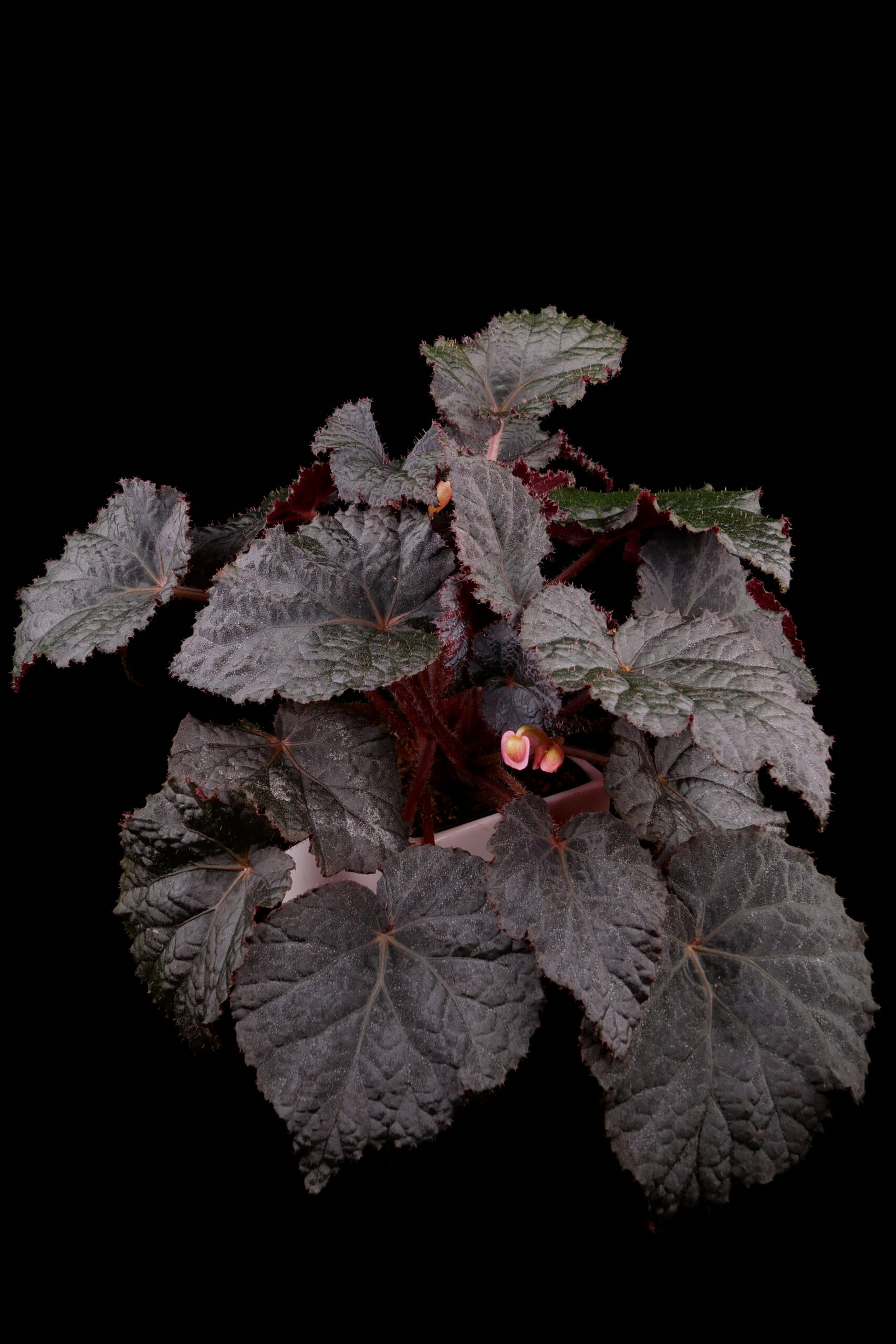 Begonia U485 - Conny Cramer Plants