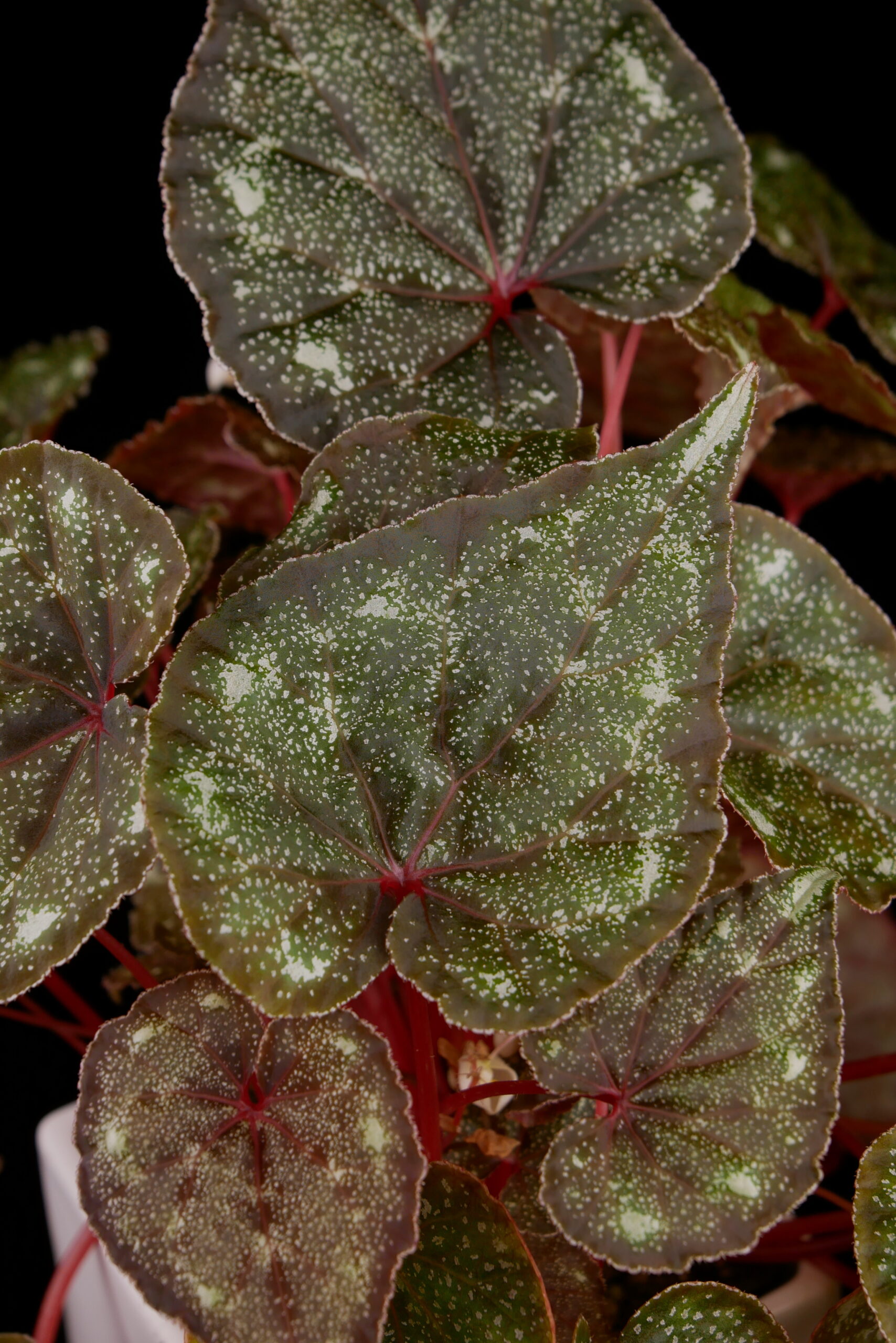 Begonia erectocarpa - sp. Tuyen Quang - Conny Cramer Plants