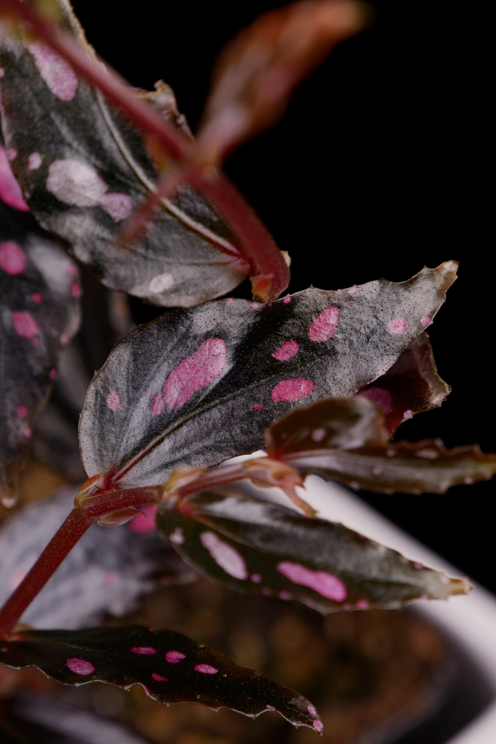 Begonia julau type 2 - Conny Cramer Plants