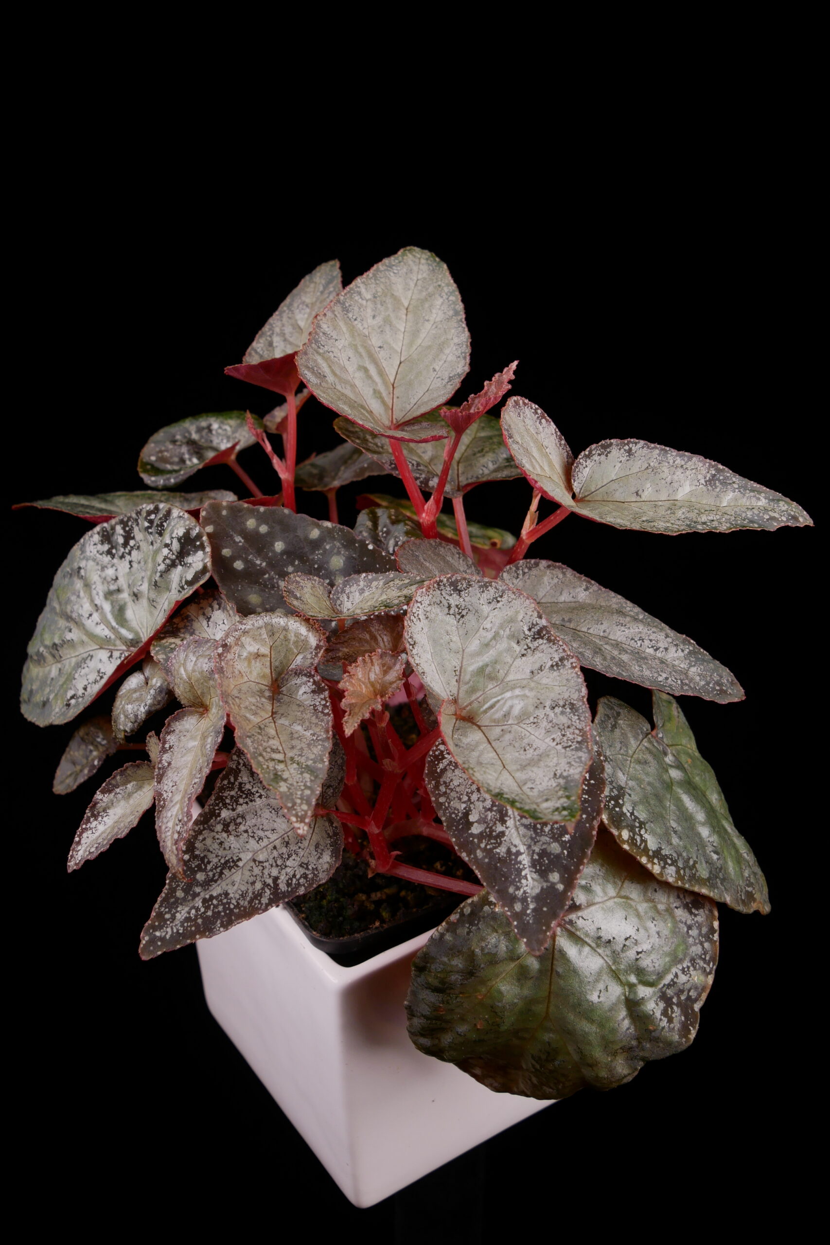 Begonia erectocarpa - sp. Tuyen Quang - Conny Cramer Plants