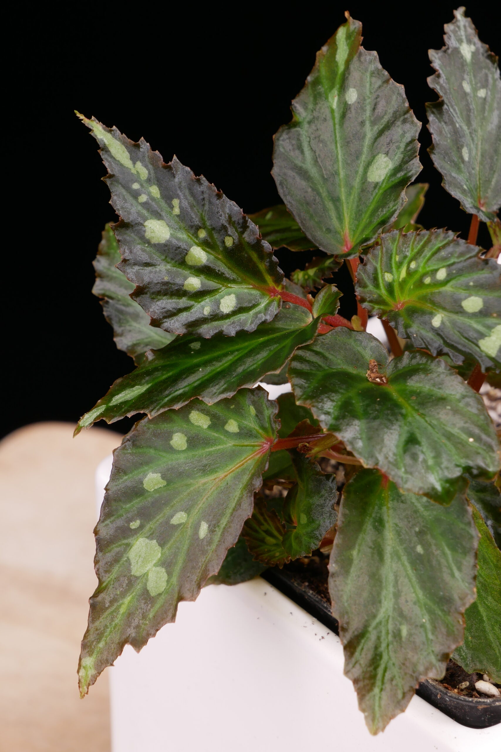 Begonia sp Mantuk - Conny Cramer Plants