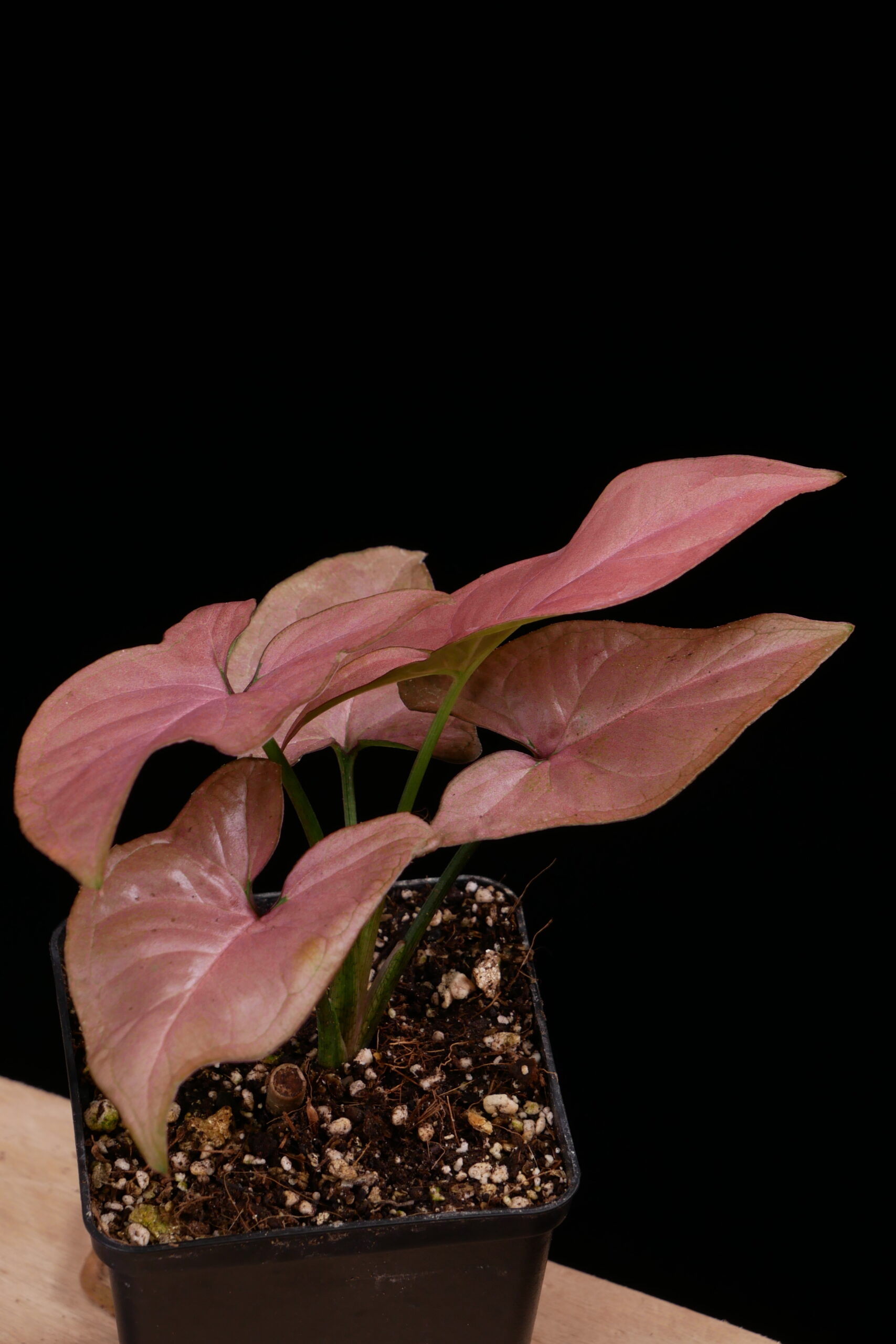 Syngonium "pure red" - Conny Cramer Plants