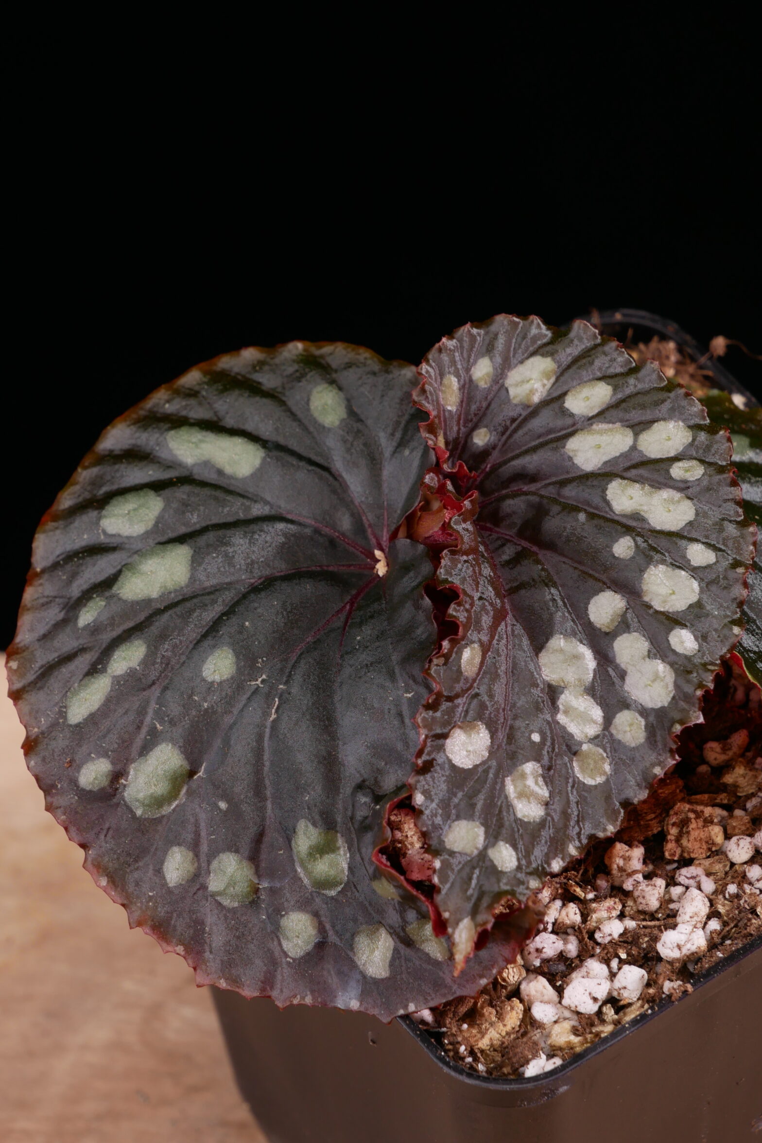 Begonia erectocarpa - sp. Tuyen Quang - Conny Cramer Plants