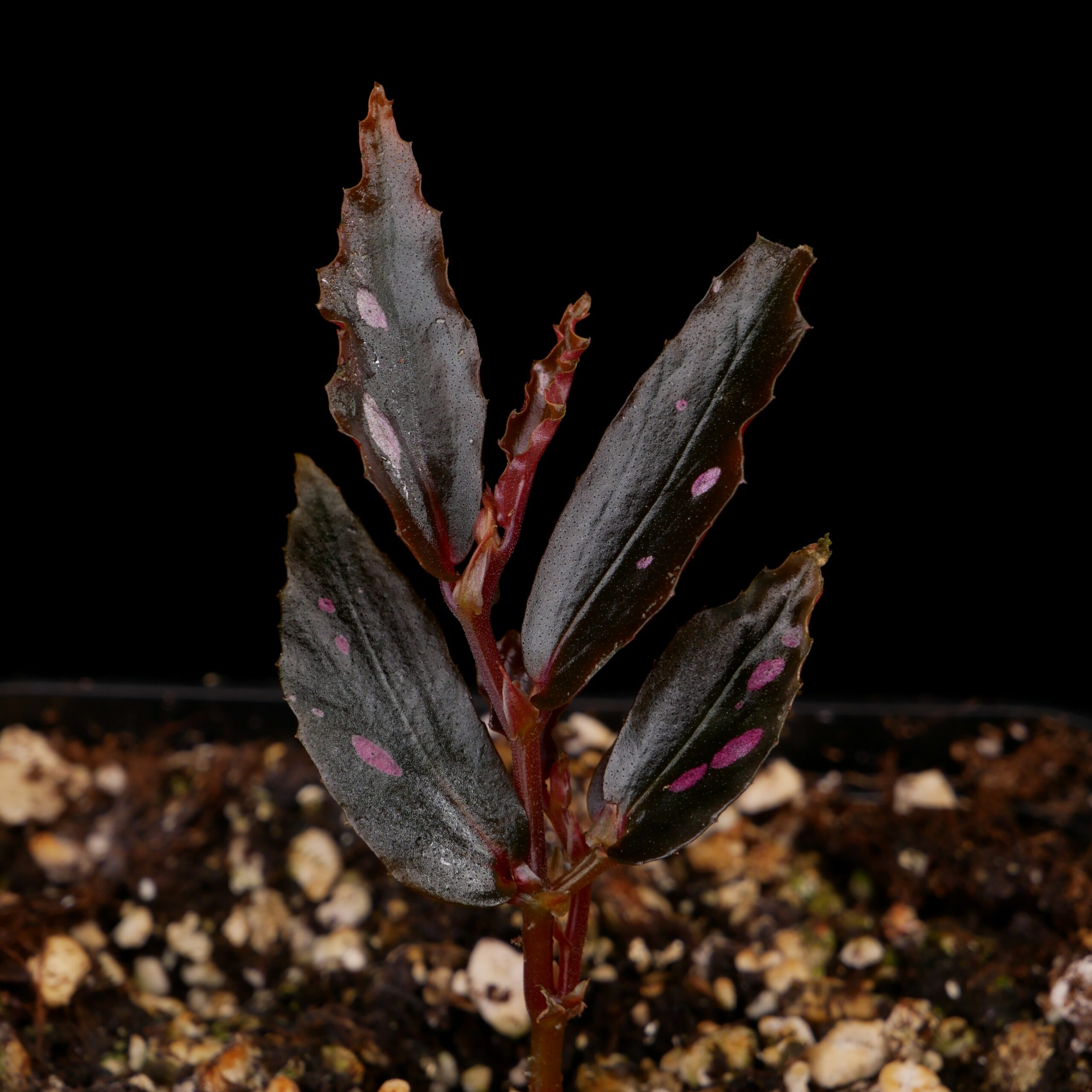 Begonia julau type 2 - Conny Cramer Plants