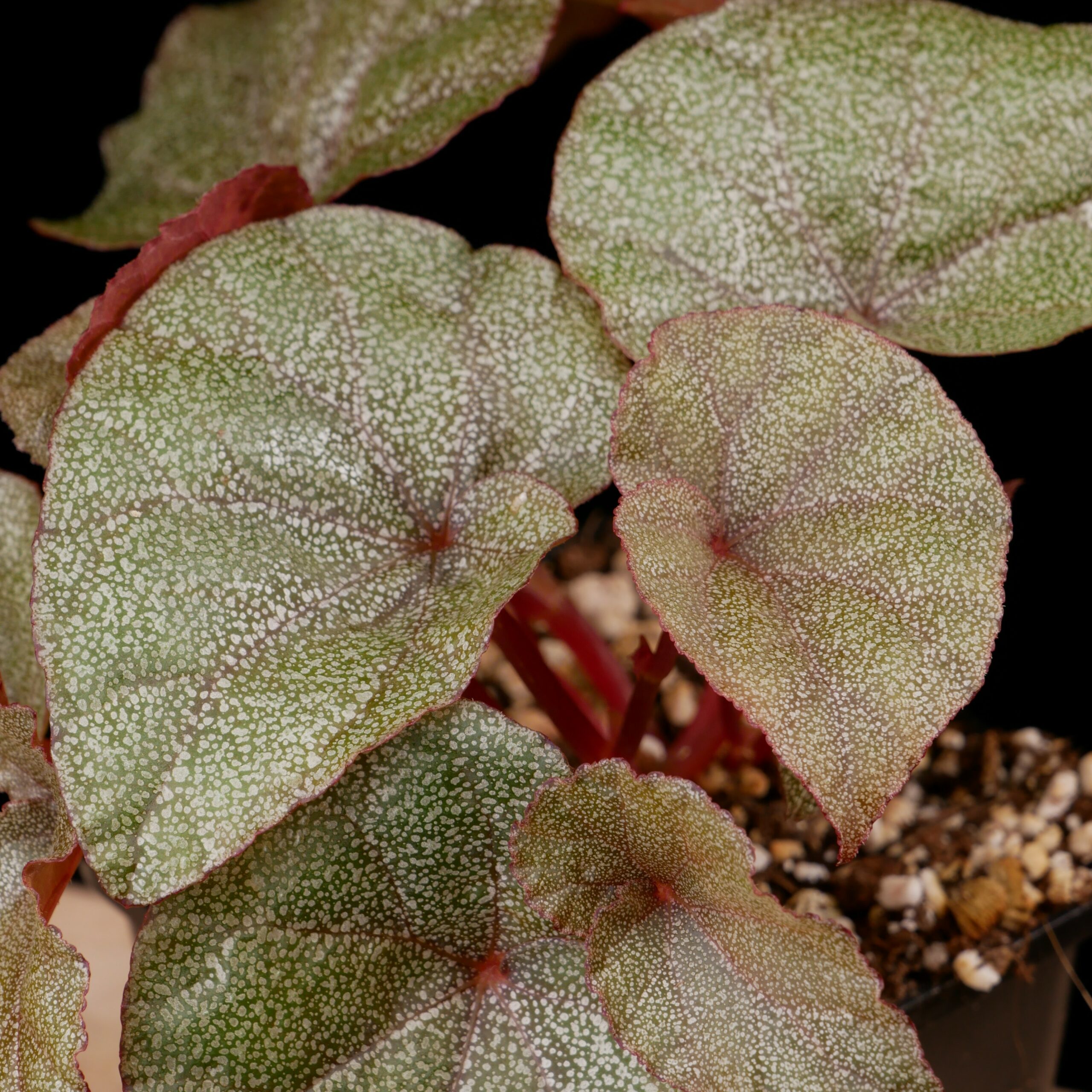 Begonia integrifolia - Conny Cramer Plants