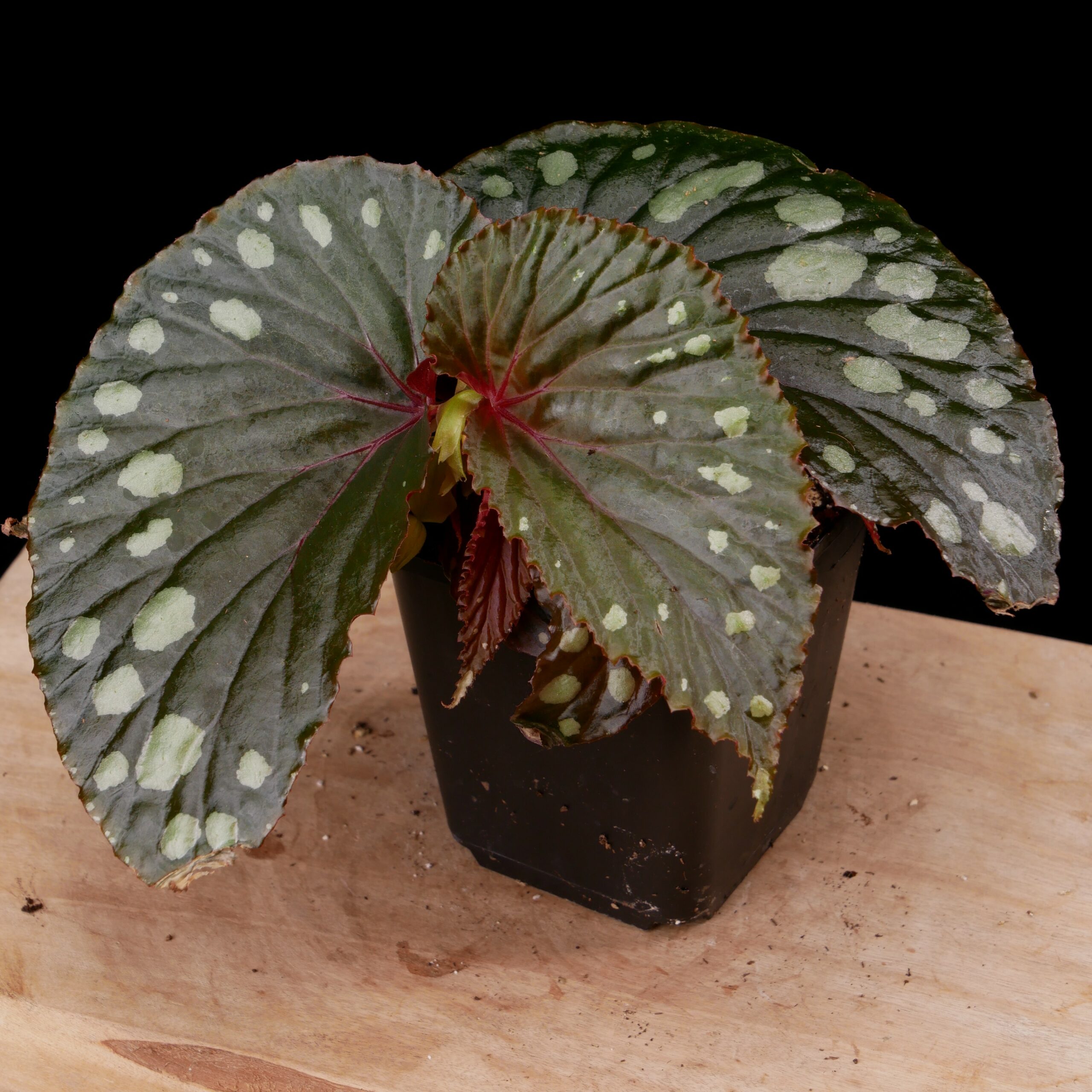 Begonia sp kalimantan Type 2 - Conny Cramer Plants