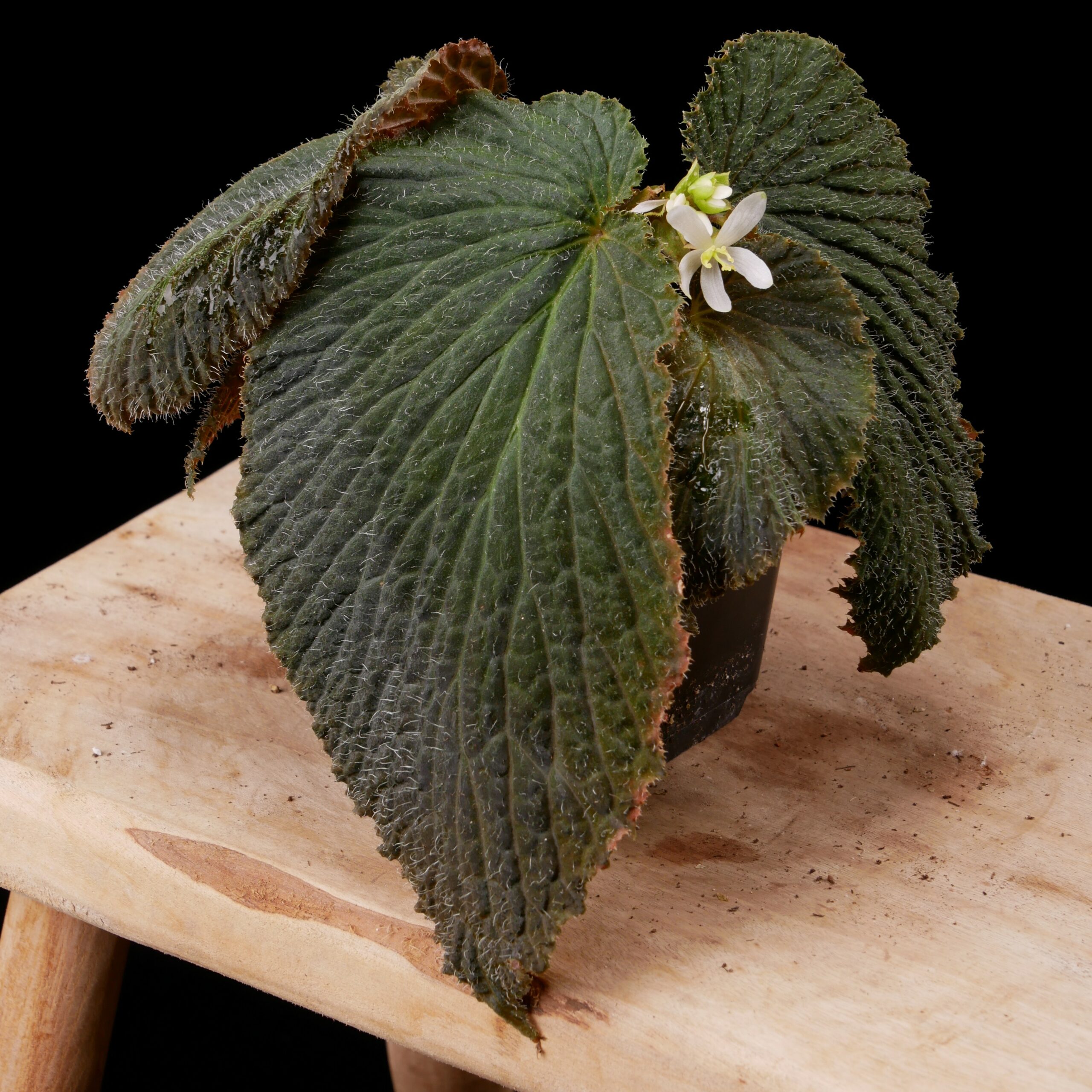 Begonia U688 aff. lambii - Conny Cramer Plants