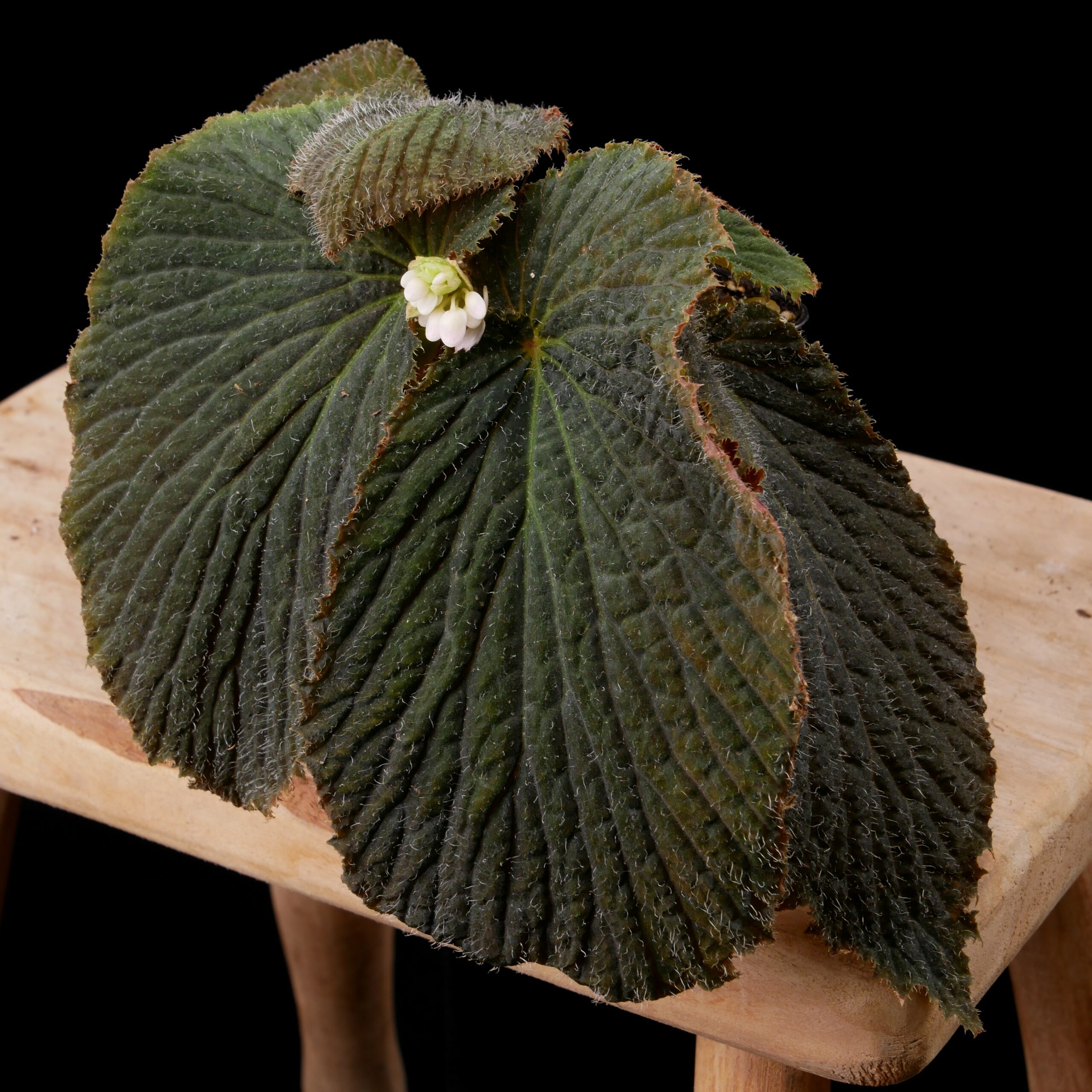 Begonia U688 aff. lambii - Conny Cramer Plants